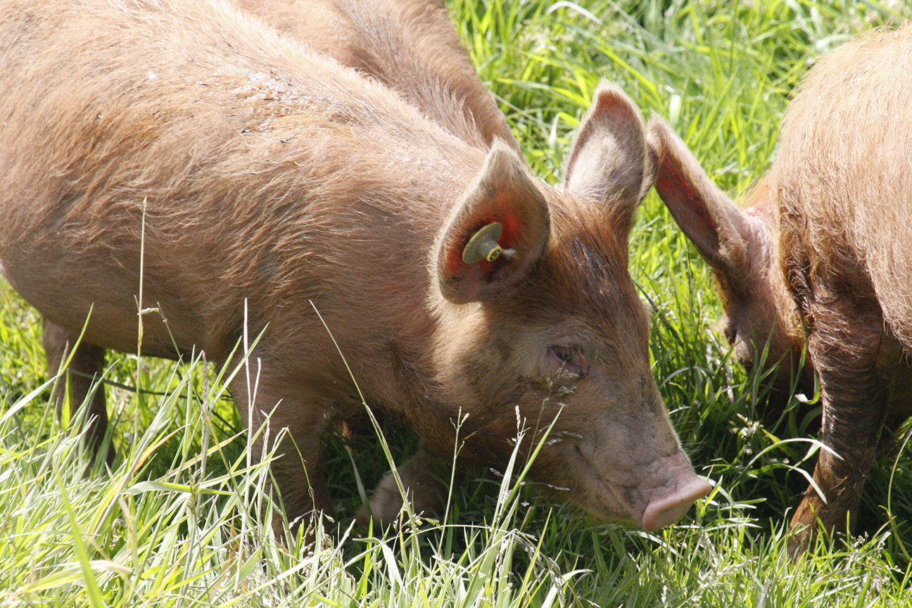 Pastured Pigs Farm Walk: Working towards soya-free pig production ...