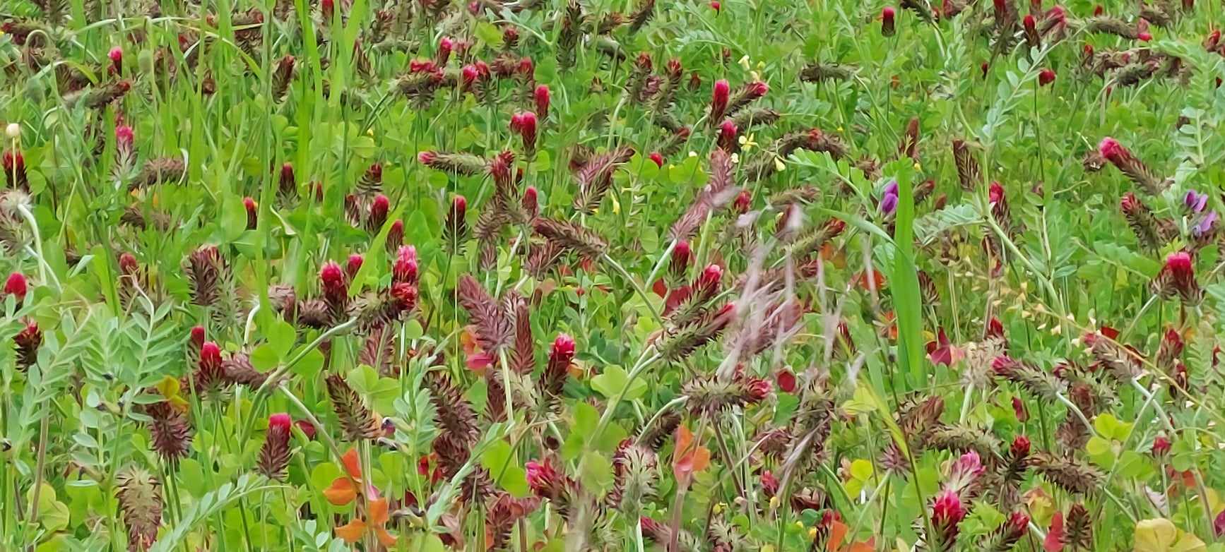 Farm of the Future webinar: Putting regenerative farming theory into ...