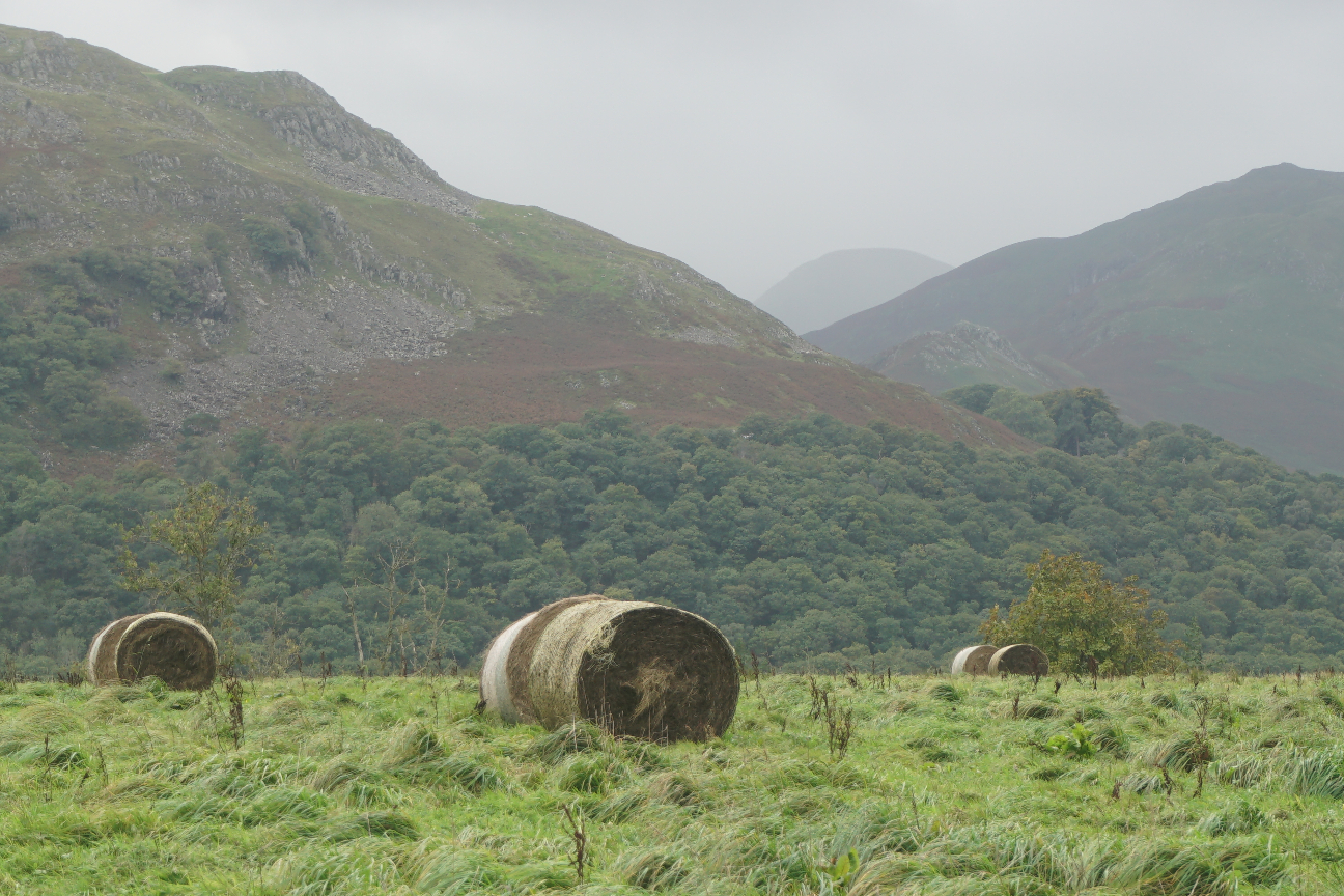 Bale grazing as an effective livestock outwintering strategy - Agricology