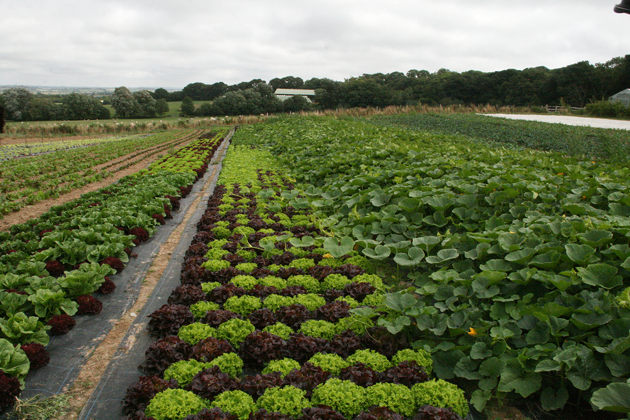 What is polyculture's contribution to biodiversity? - Agricology