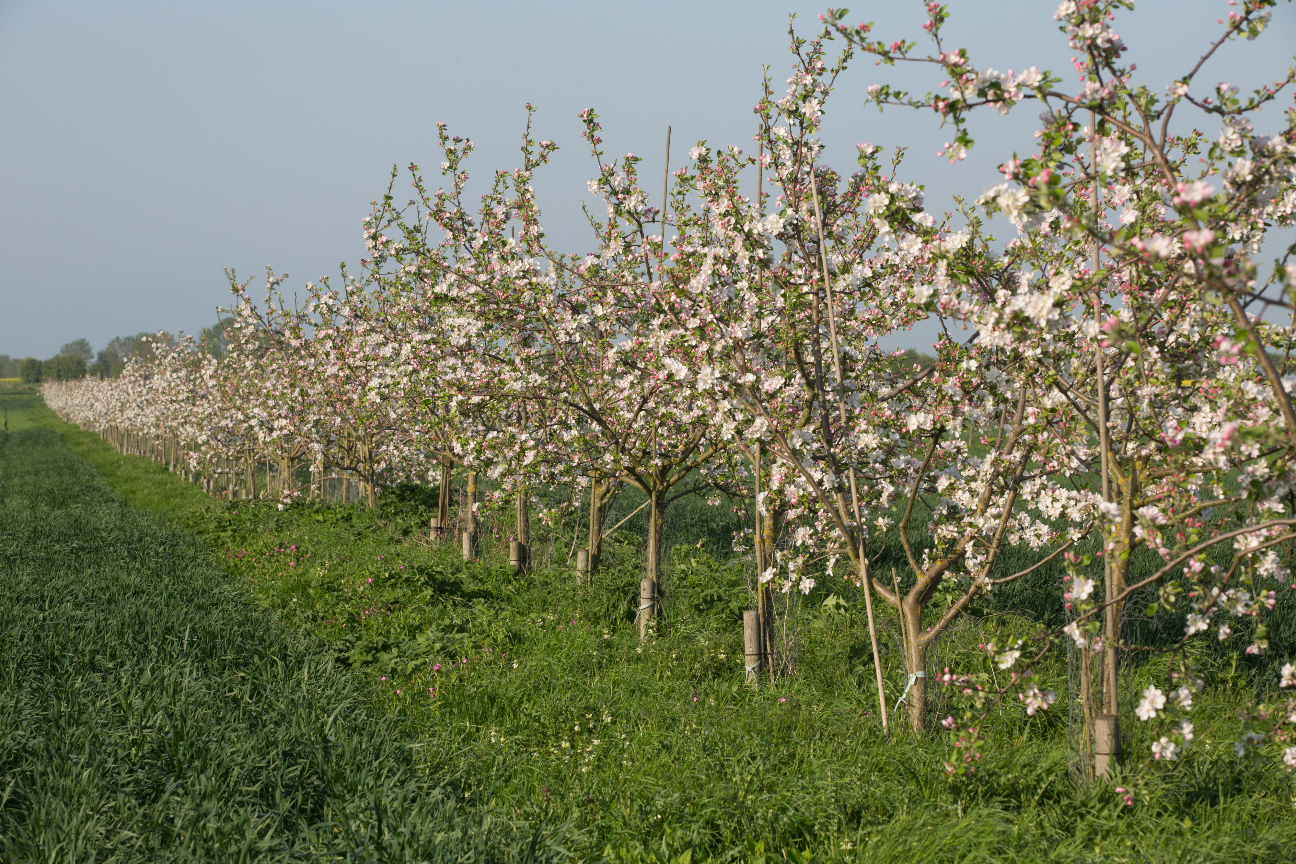 'Next Steps with Regenerative Agriculture' - Stephen Briggs - Agricology