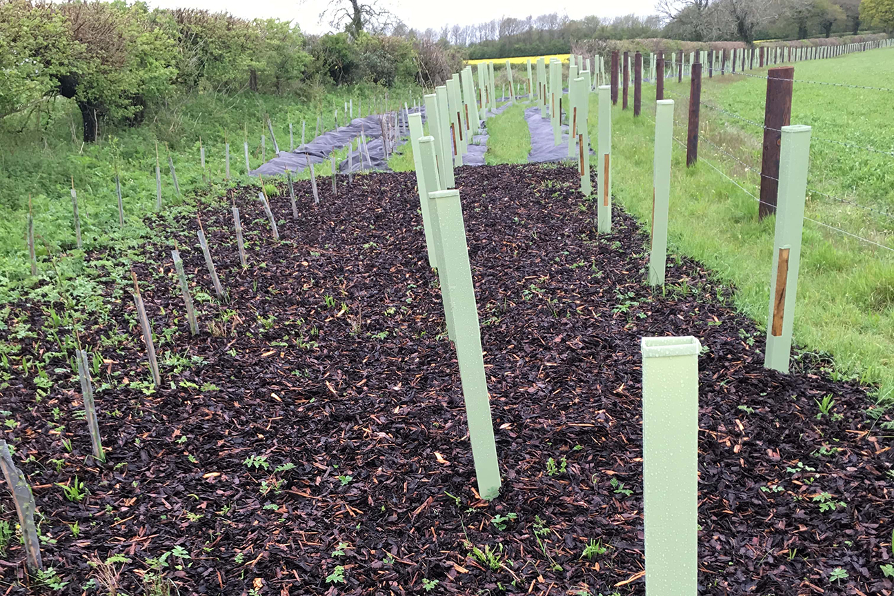 Optimum shelterbelts: right tree, right place - Agricology