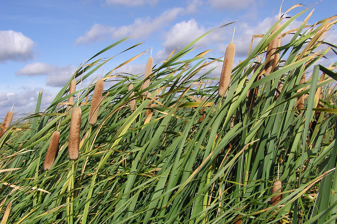 Farm carbon and paludiculture opportunities - Agricology