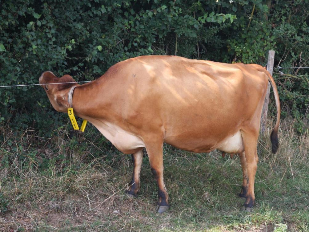 Tree Fodder - What, Why and How - Agricology