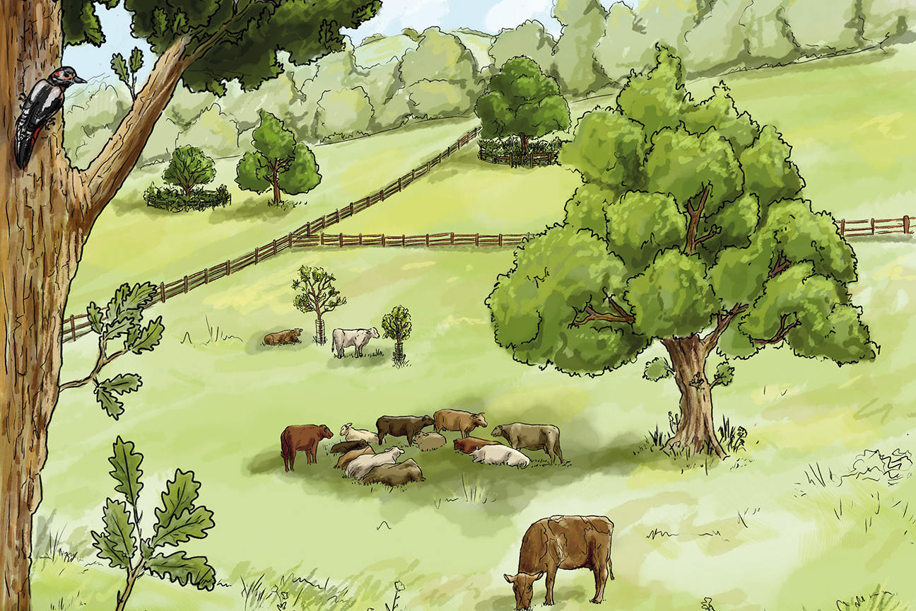 Alley planting, Shelterbelts and In-field Trees - Agricology