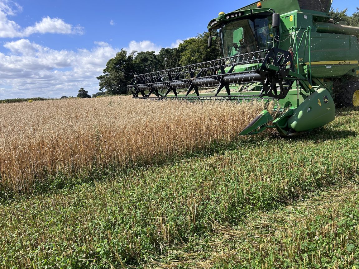 Living Mulches, Intercropping & Soil Health at the Fring Estate ...