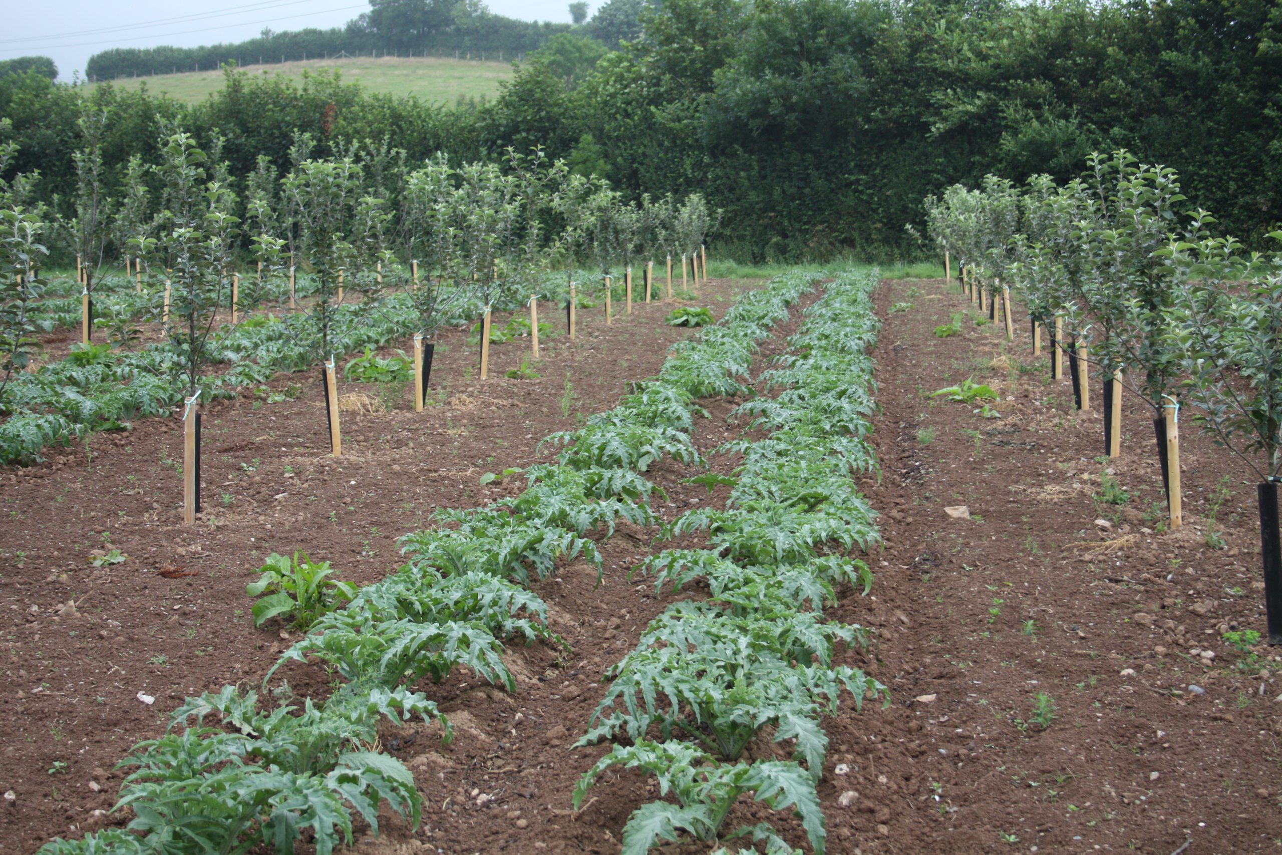 Tree Planting in Horticulture and Tillage Systems with Ben Raskin ...